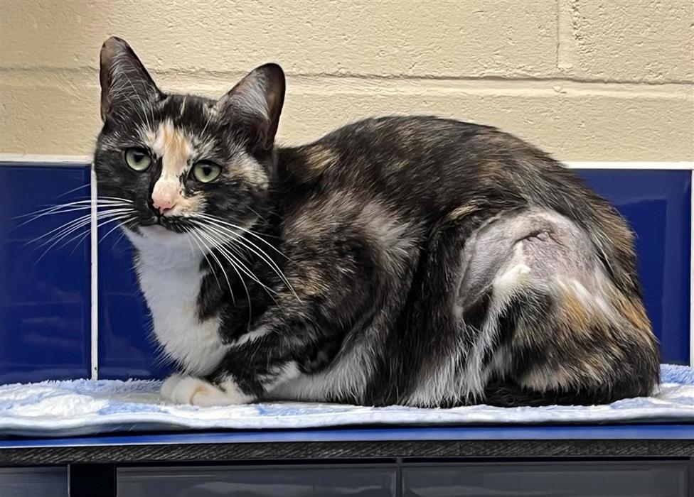 Adopt a Cat | Blue Cross