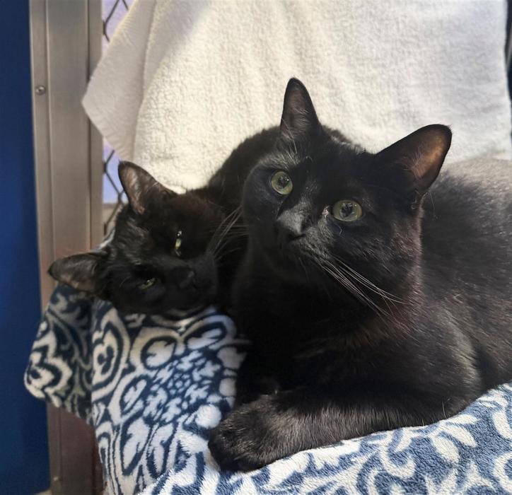 Adopt a Cat | Blue Cross