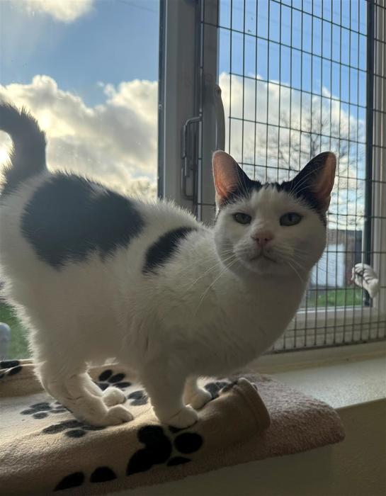 Adopt a Cat | Blue Cross