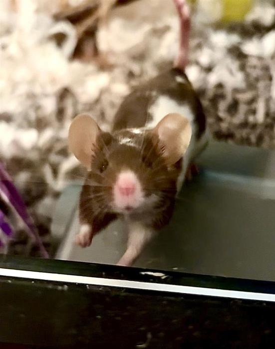 Adopt a Mouse | Blue Cross