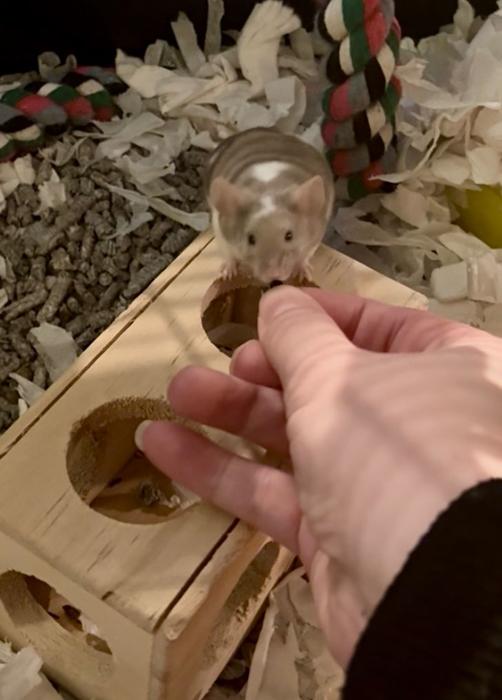 Adopt a Mouse | Blue Cross