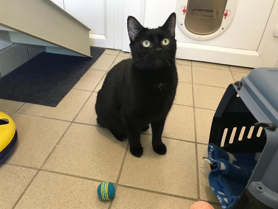 Adopt a Cat | Blue Cross
