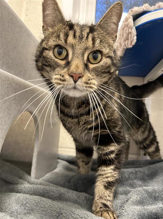 Adopt a Cat | Blue Cross