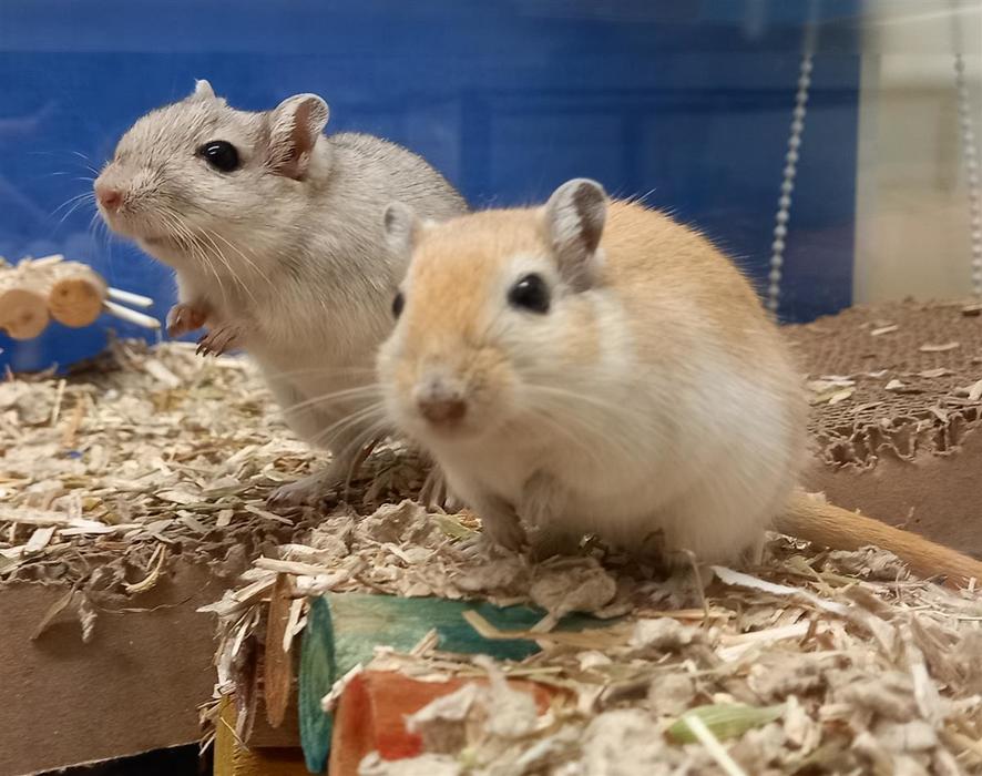 Adopt a Gerbil | Blue Cross
