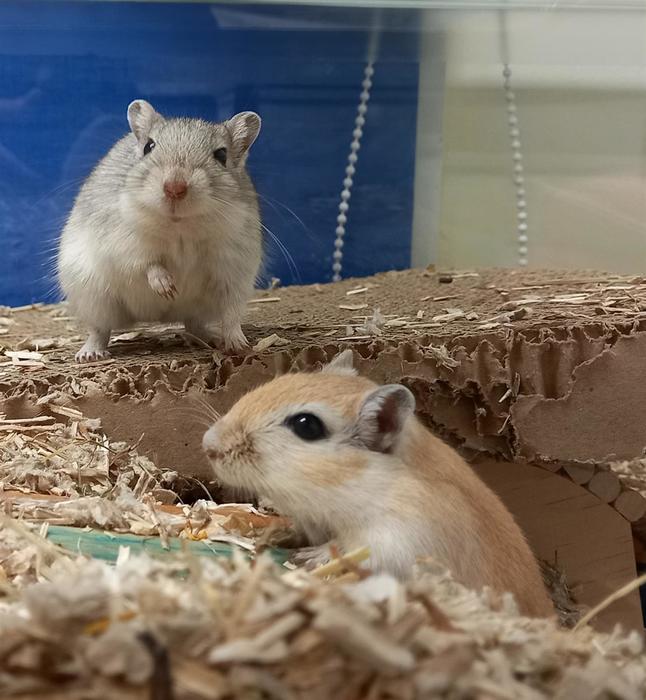 Adopt a Gerbil | Blue Cross
