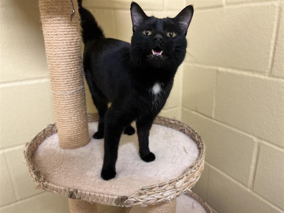 Adopt a Cat | Blue Cross