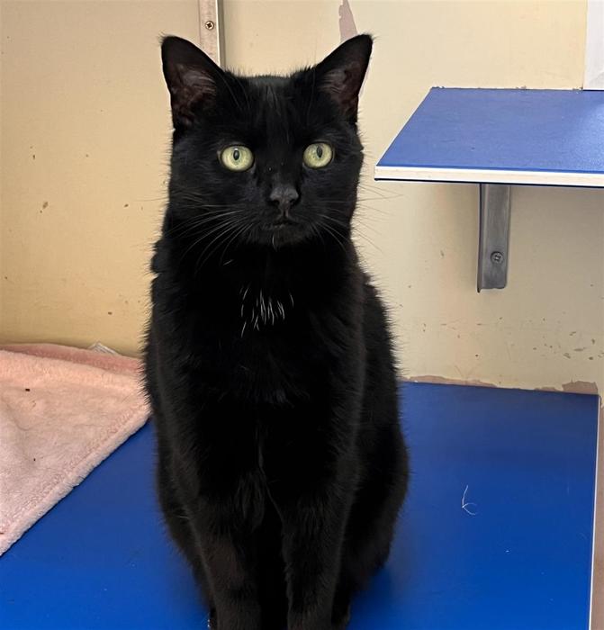 Adopt a Cat | Blue Cross