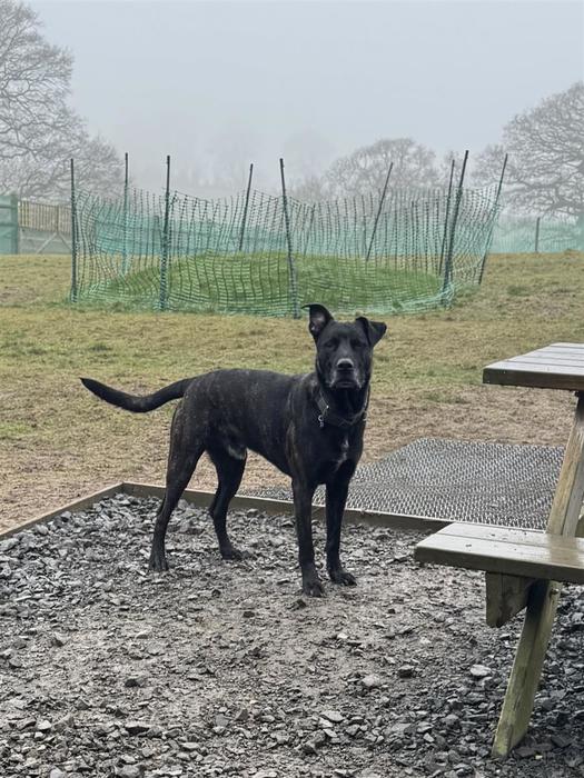 Adopt a Dog | Blue Cross