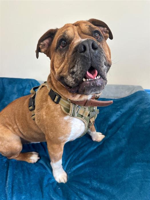 Adopt a Dog | Blue Cross