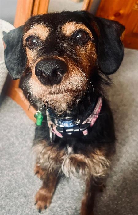 Adopt a Dog | Blue Cross