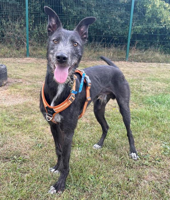 Adopt a Dog | Blue Cross