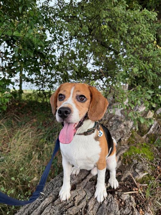 Adopt a Dog | Blue Cross