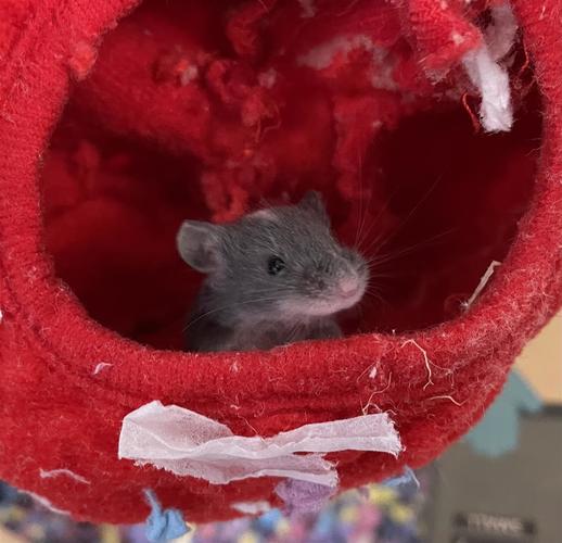 Adopt a Mouse | Blue Cross