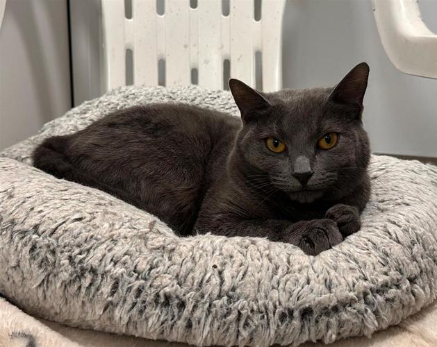 Adopt a Cat | Blue Cross