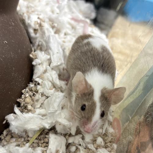 Adopt a Mouse | Blue Cross