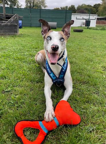 Adopt a Dog | Blue Cross