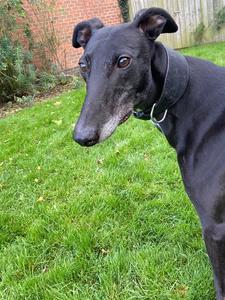 Adopt a Dog | Blue Cross