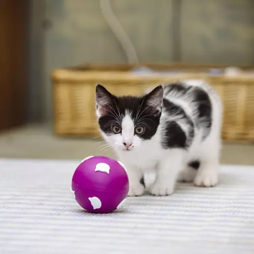 Five Best Cat Toys Blue Cross