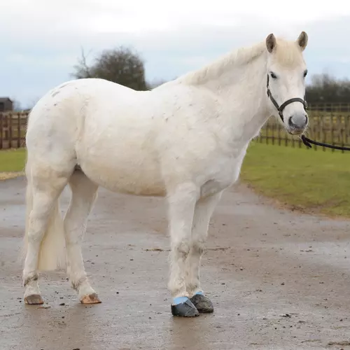 lethal injection horse