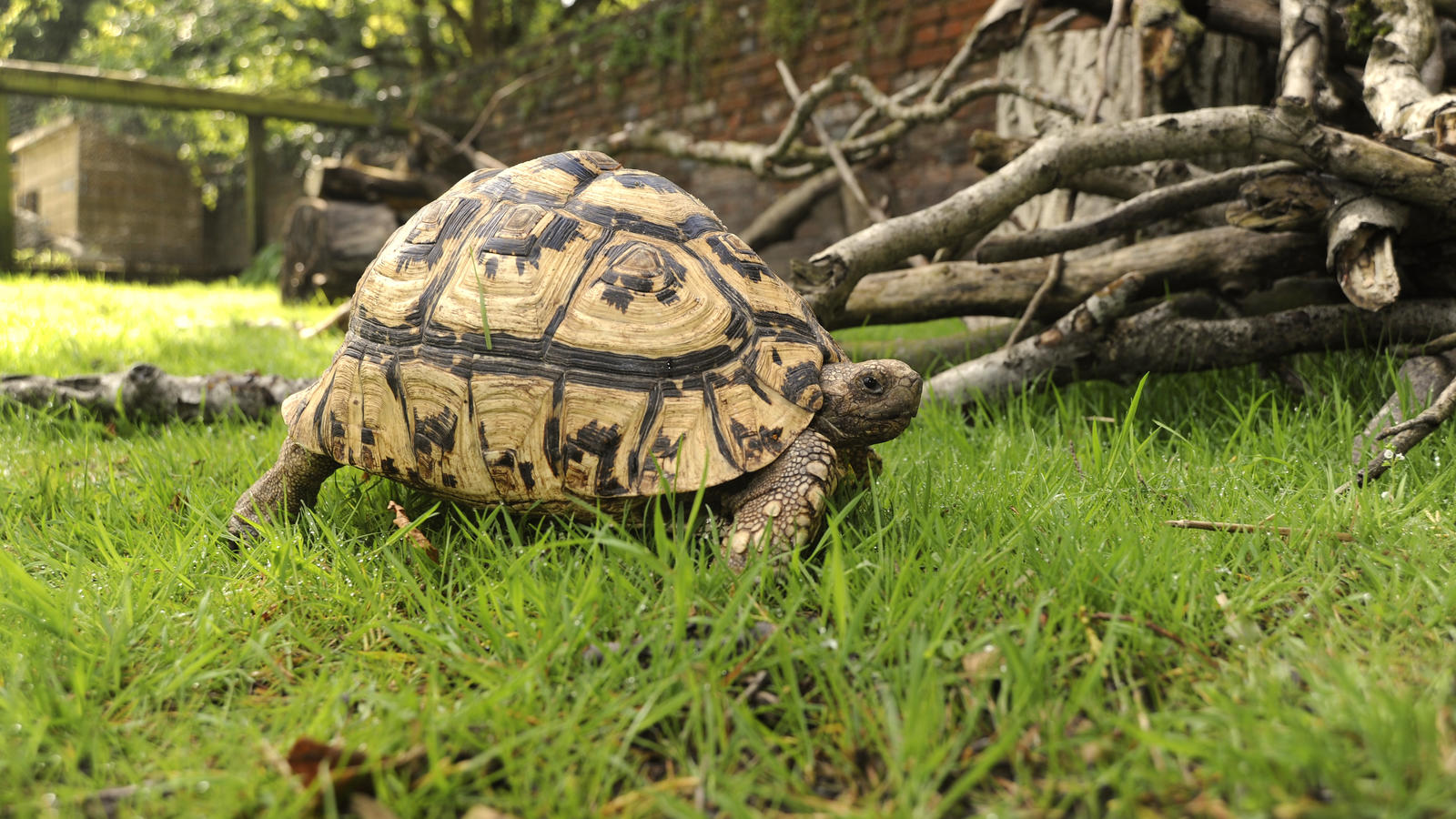 How to Hibernate Your Tortoise | Blue Cross