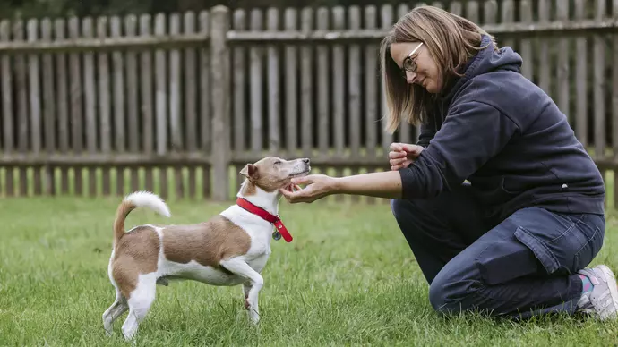 Volunteering at Blue Cross | Volunteer and help pets