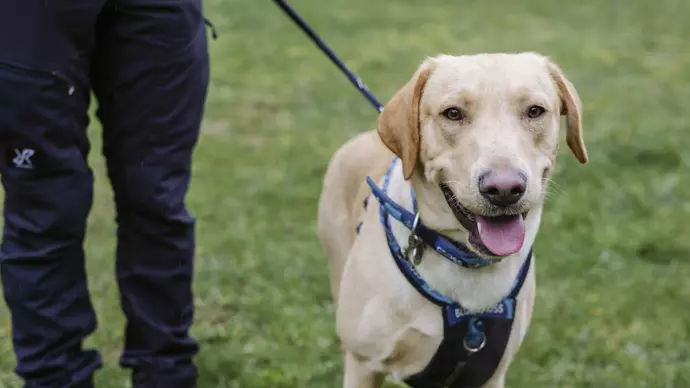 Fatty Lumps and Lipomas in Dogs | Blue Cross