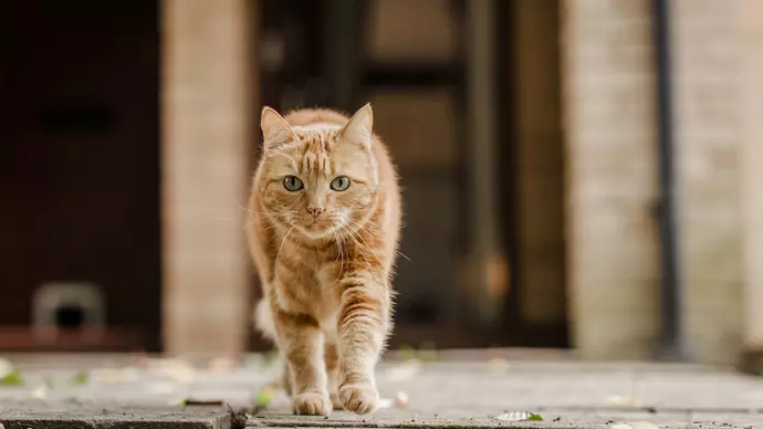 What to do if your cat is lost or goes missing | Blue Cross