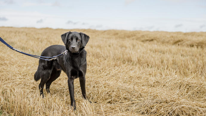 Fatty Lumps and Lipomas in Dogs | Blue Cross
