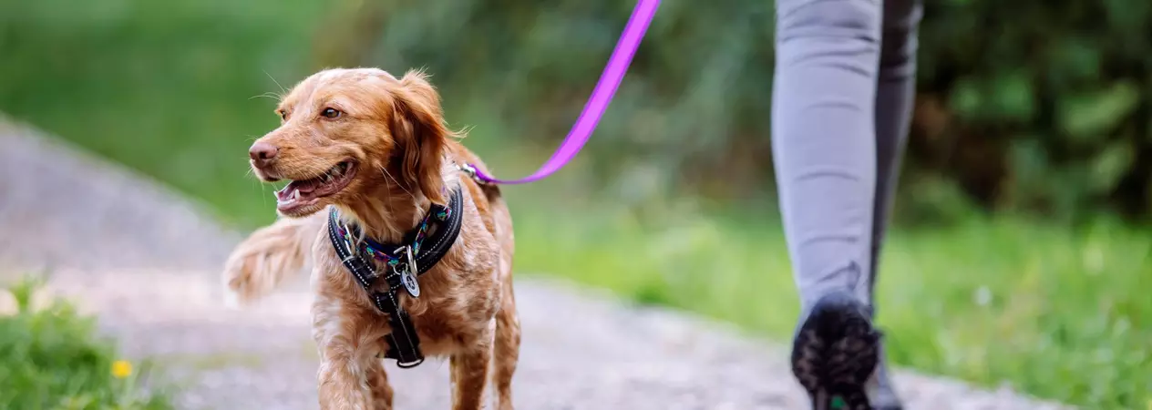 pet border control uk