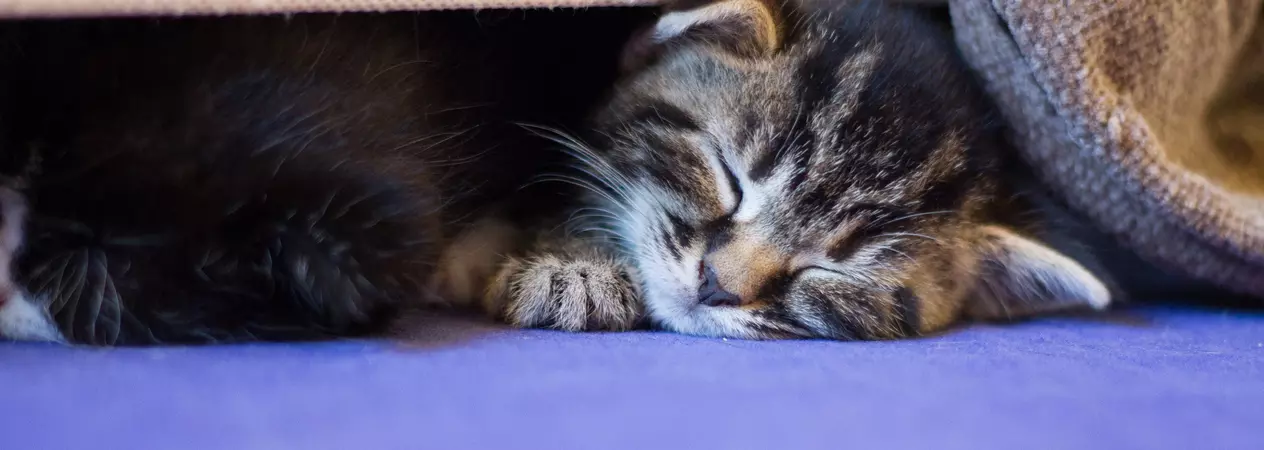 sleeping kitten