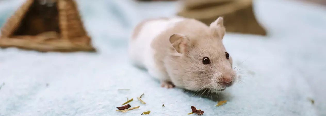 scared mouse holding cross