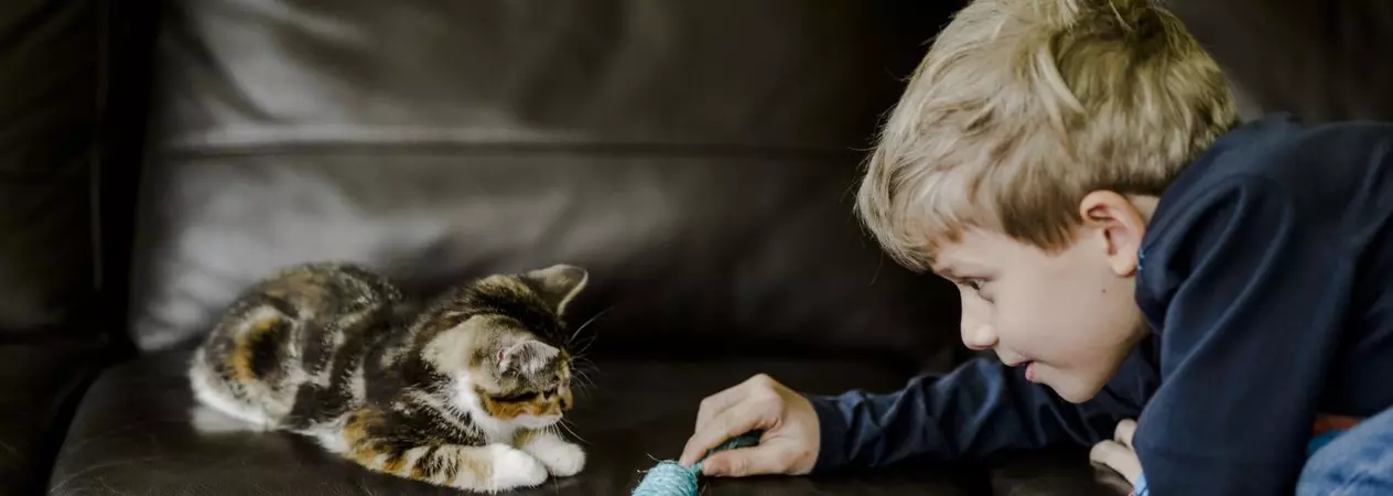 playing with kittens