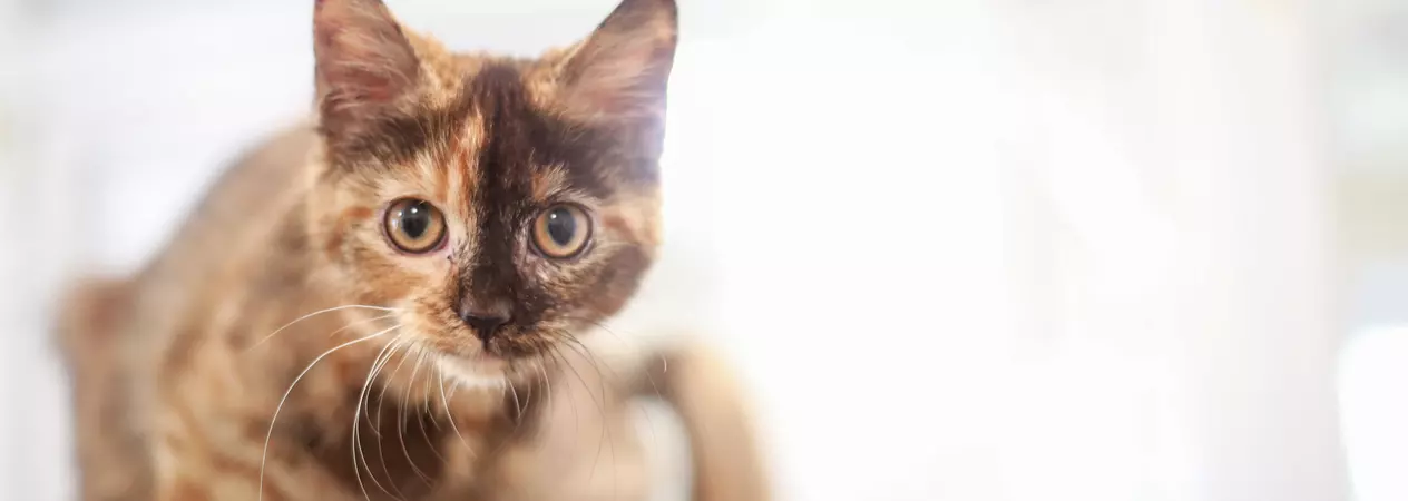 cat hyperventilating stress