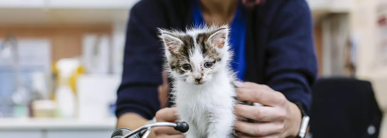 how do kittens get cat flu