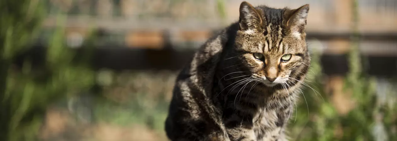 tick bite on cats head