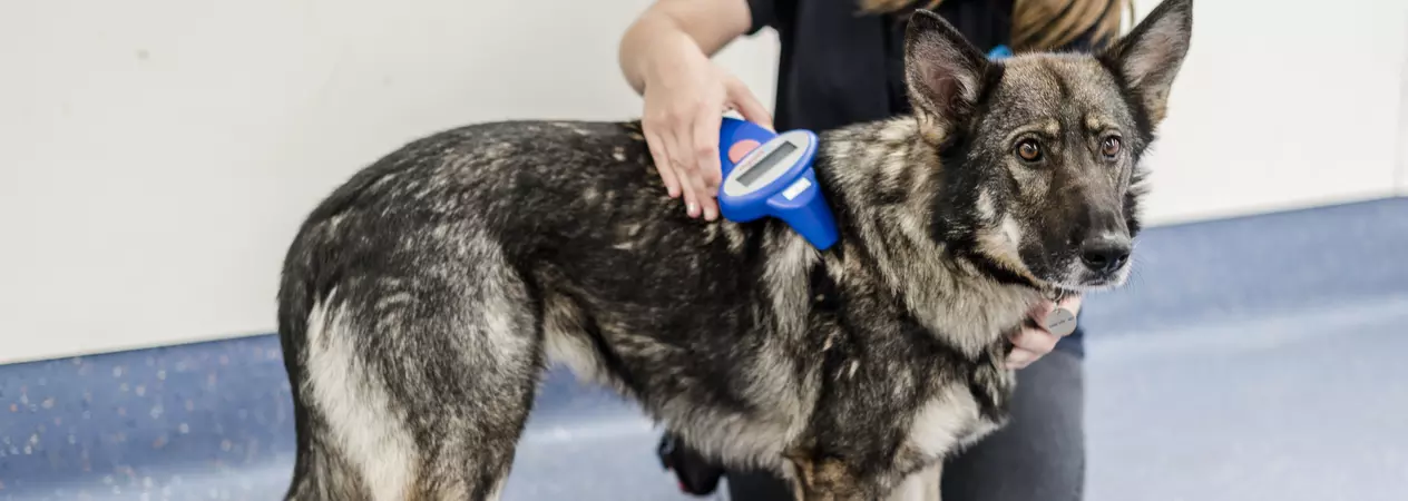 microchip tattoo dog