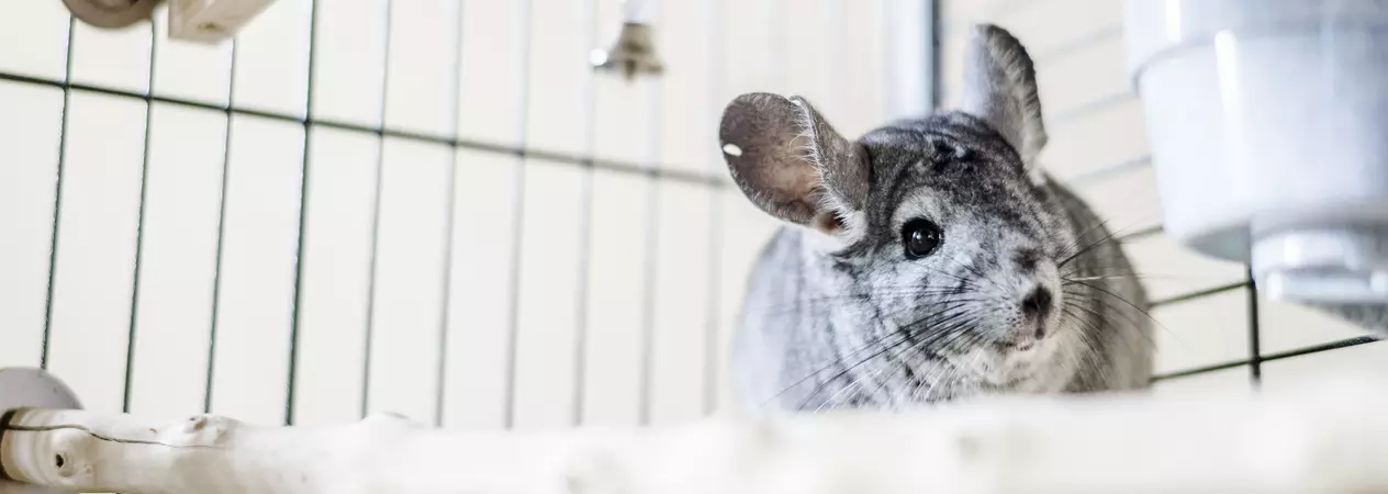 chinchilla