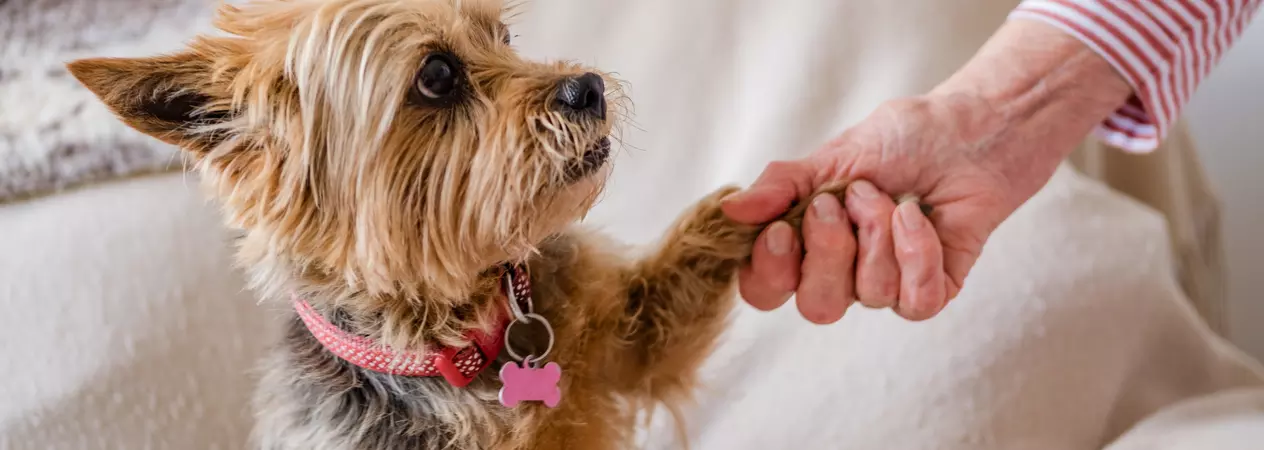 Blue Cross Pet Loss Support | Pet Loss