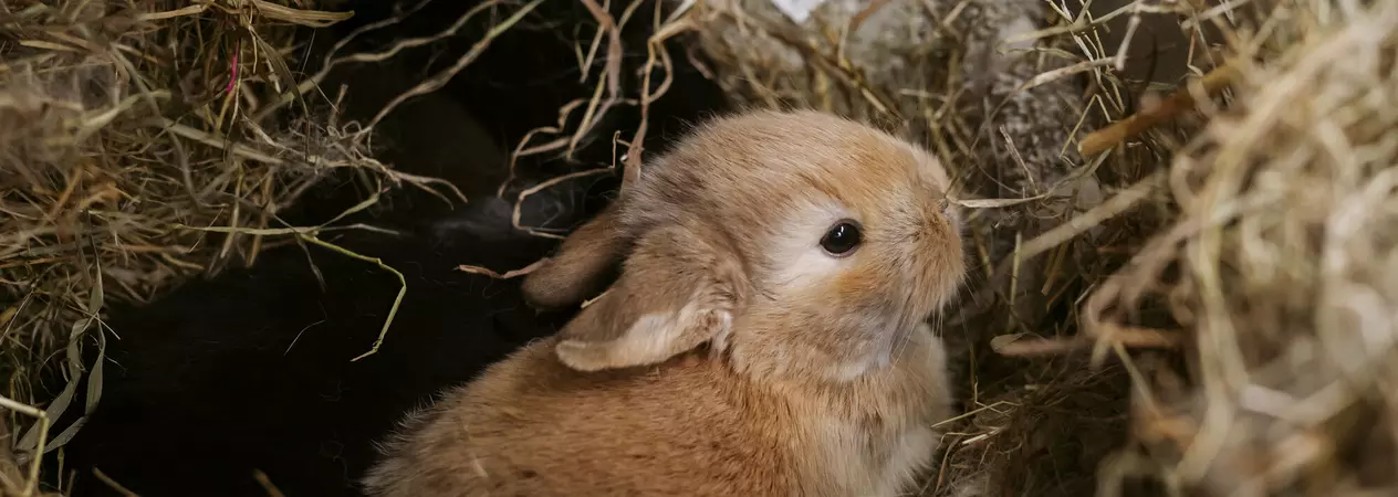 rabbit rescue uk
