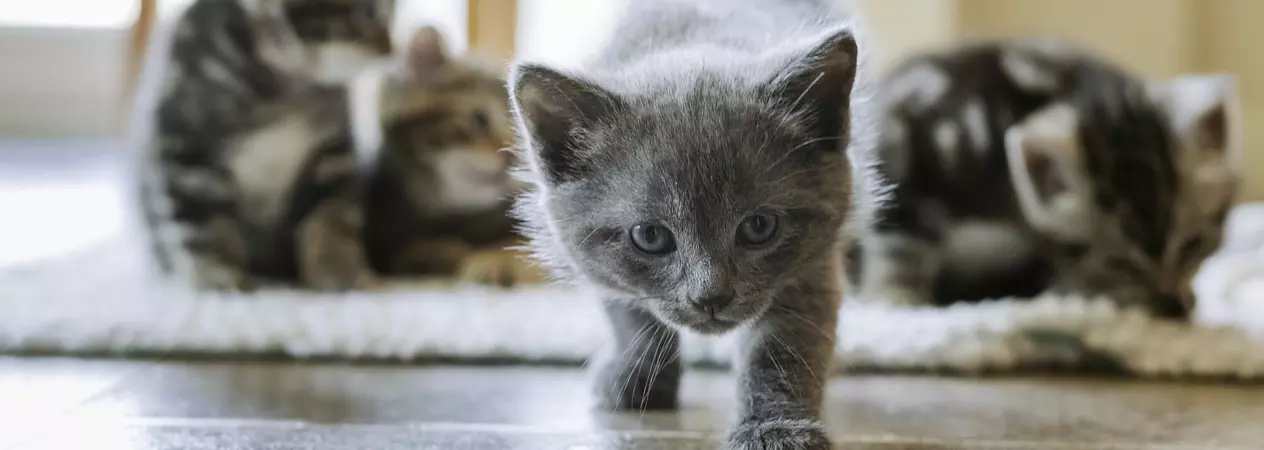 when do kittens get better