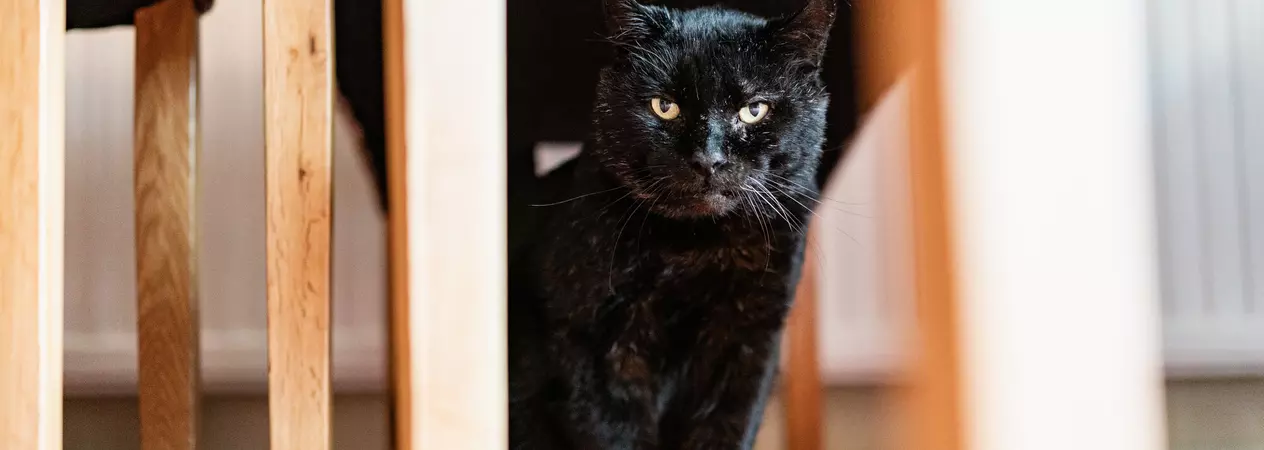 does smoking affect animals