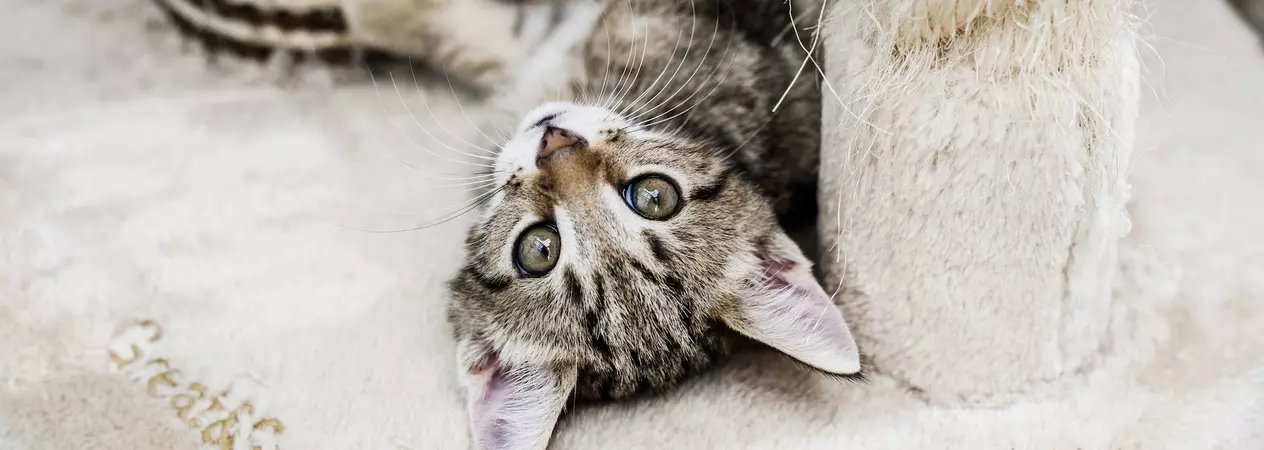 do cats scratch wallpaper