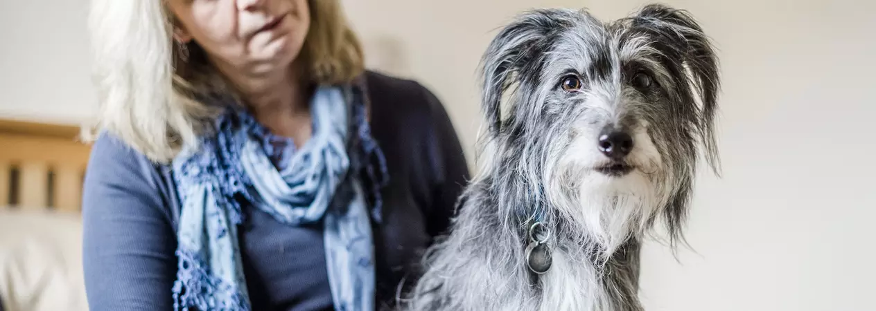 does the uk euthanize dogs