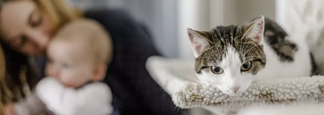 how do cats react to babies