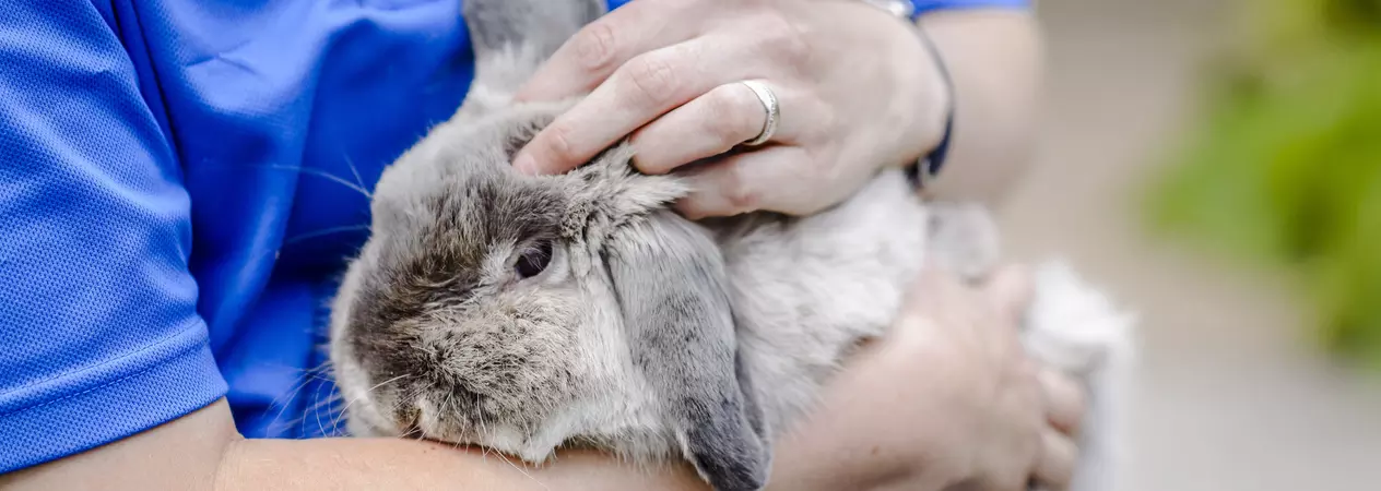 rabbit virus uk