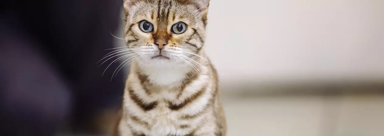 does a hypoallergenic cat exist