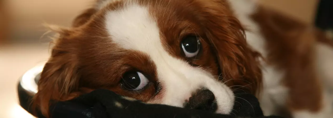 scared animals return home