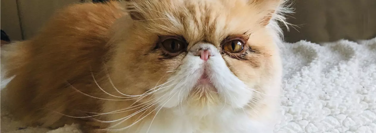 persian eye problems