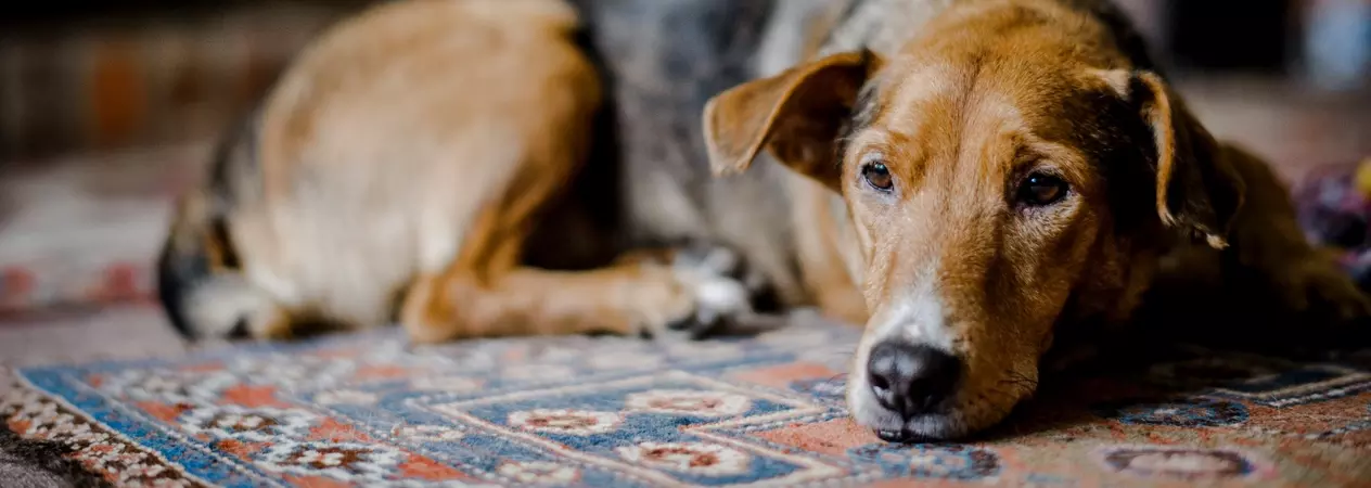 grieving dog behavior