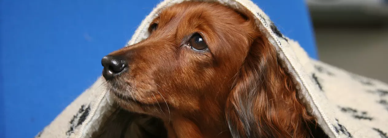 do fireworks affect animals